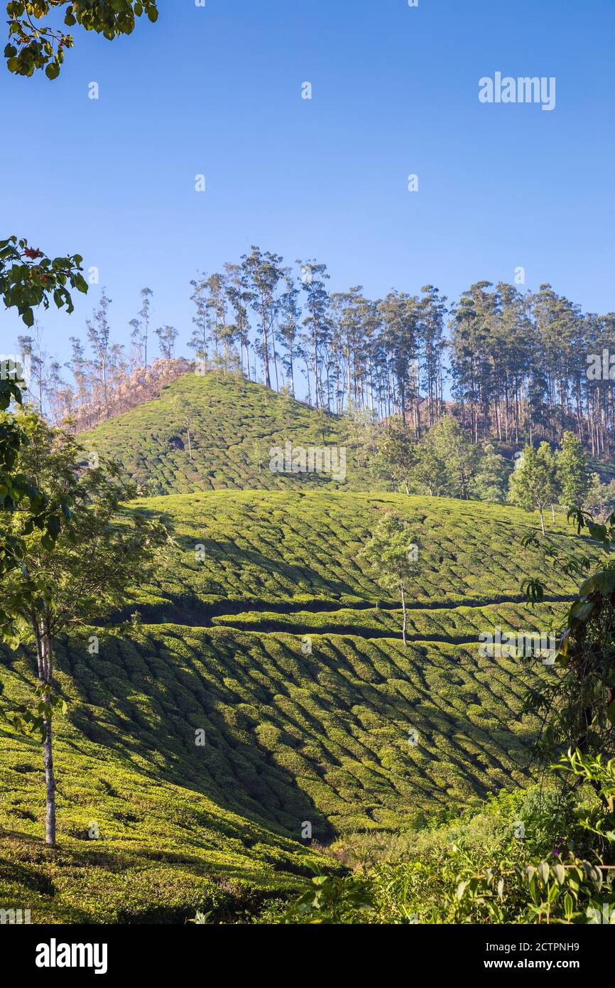 India, Kerala, Munnar, Tea Estate Stock Photo - Alamy