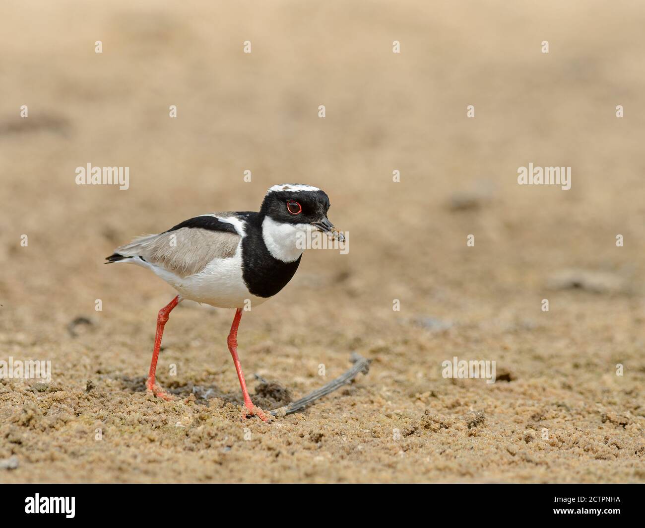 Pied Lapwing walking on sand Stock Photo - Alamy