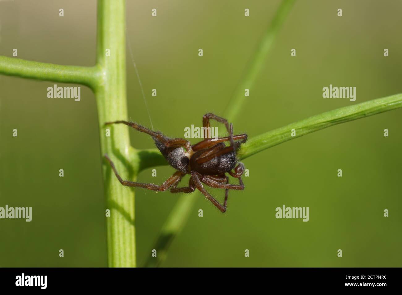 Male bark sac spider (Clubiona corticalis) of the family sac spiders ...