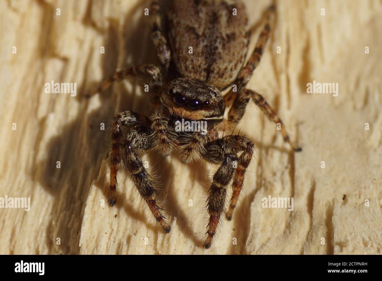 Jumping spiders salticidae hi-res stock photography and images - Alamy