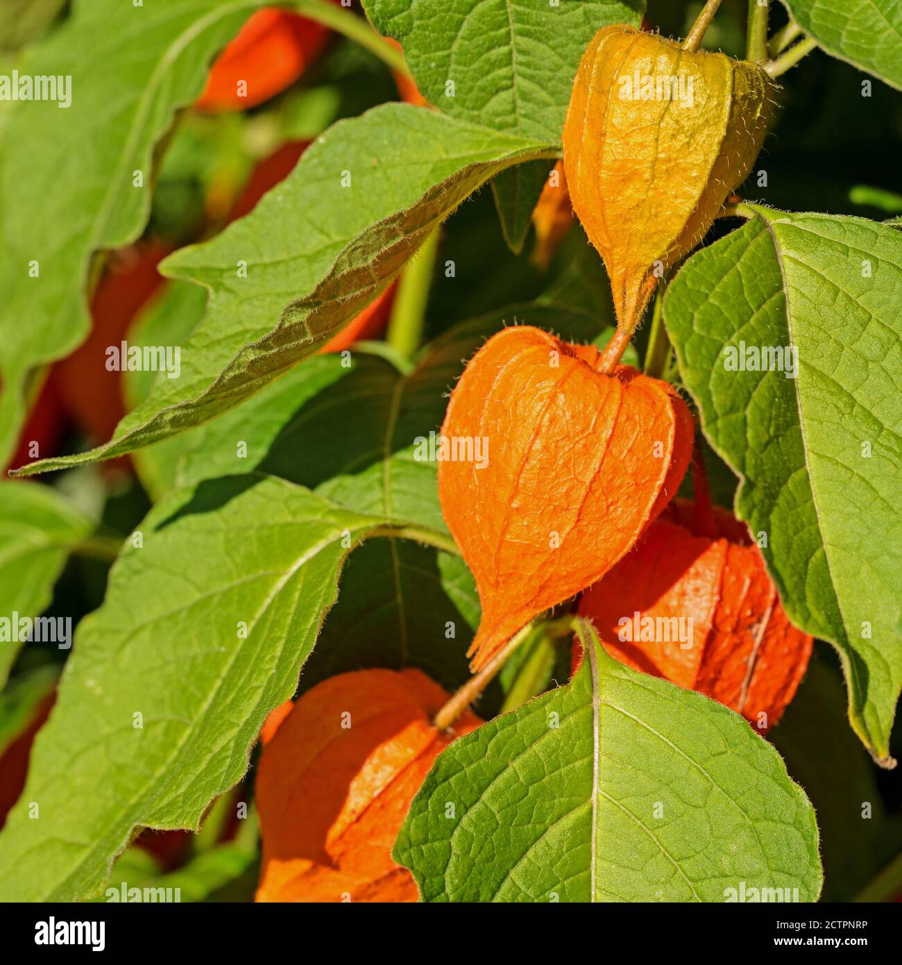 Chinese lantern flower, Physalis alkekengi, with ripe fruits Stock ...