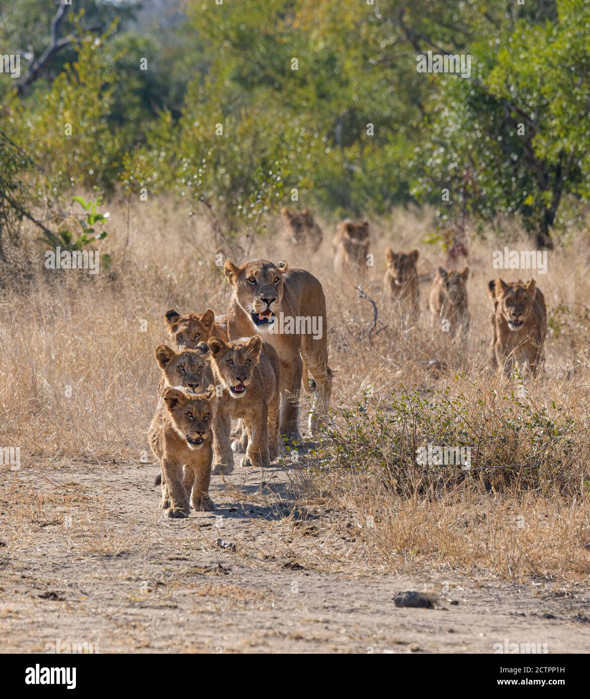 Lion Pride With Cubs