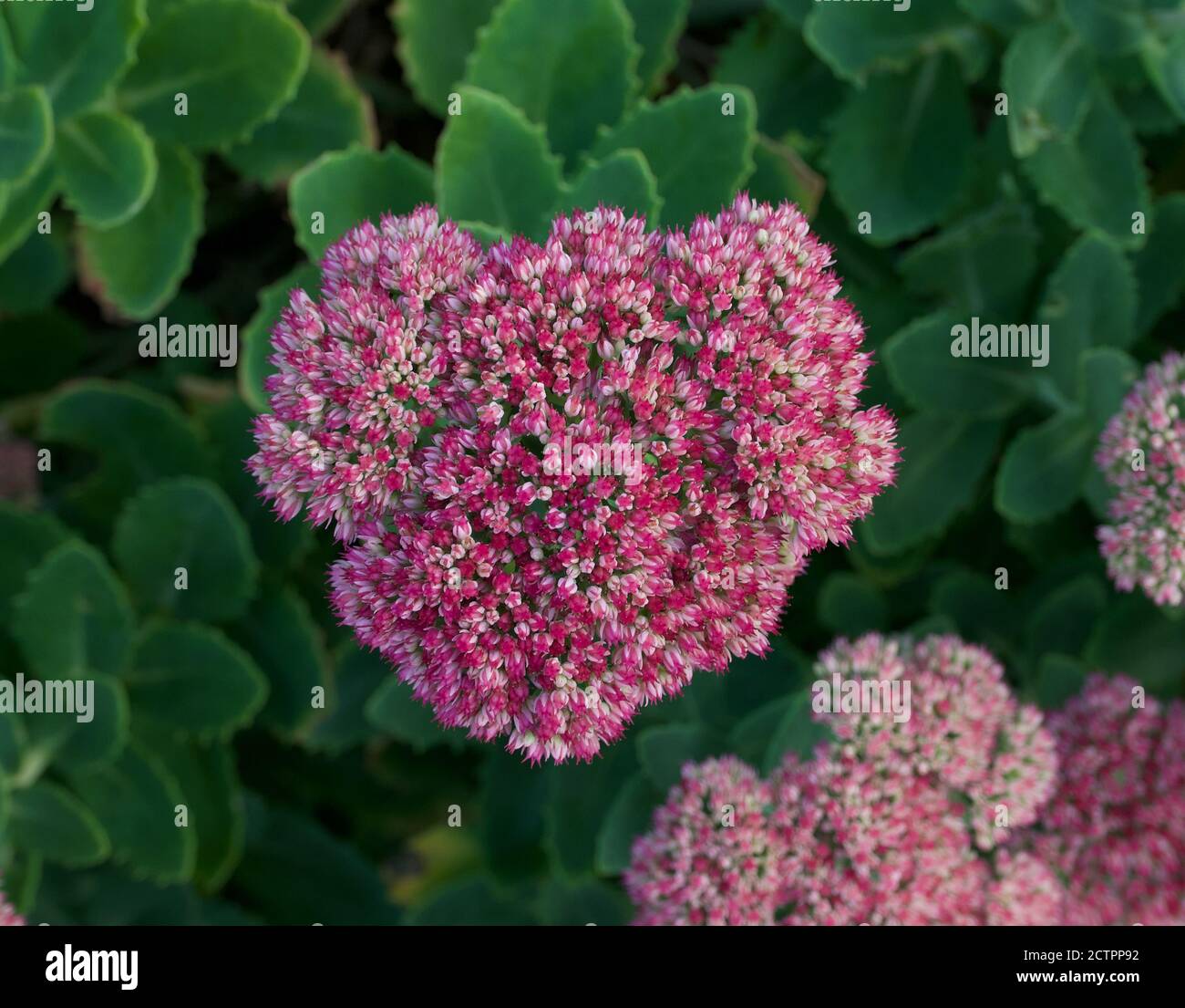 Beautiful image of pink sedum from above showing soft green foliage ...