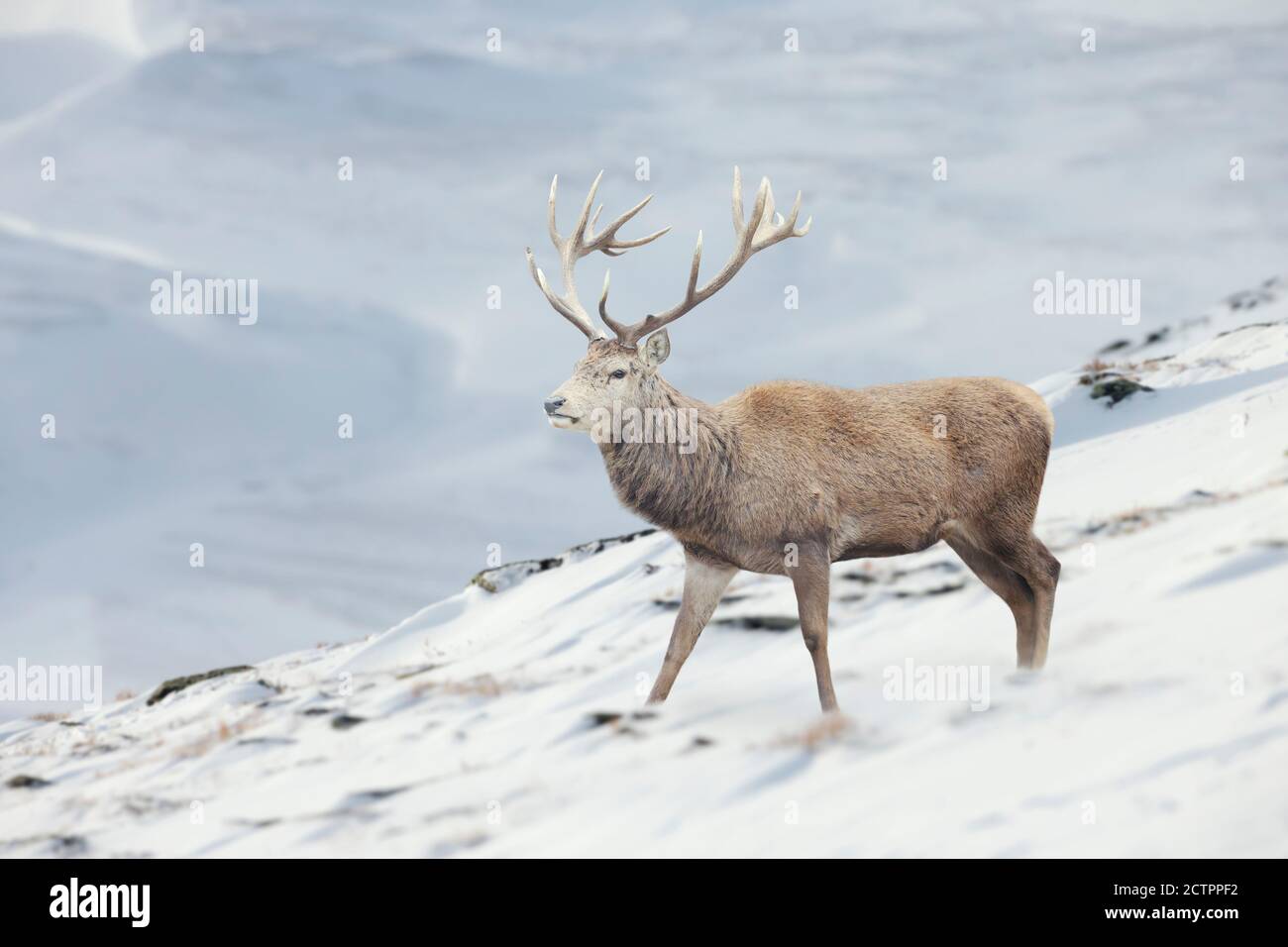 White stag winter hi-res stock photography and images - Alamy