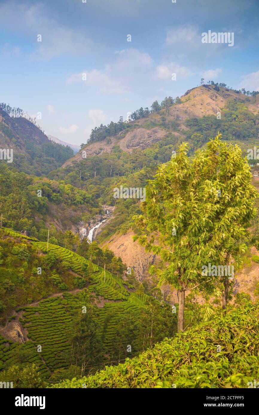 India, Kerala, Munnar, View of tea estate and Attukad Waterfalls Stock ...