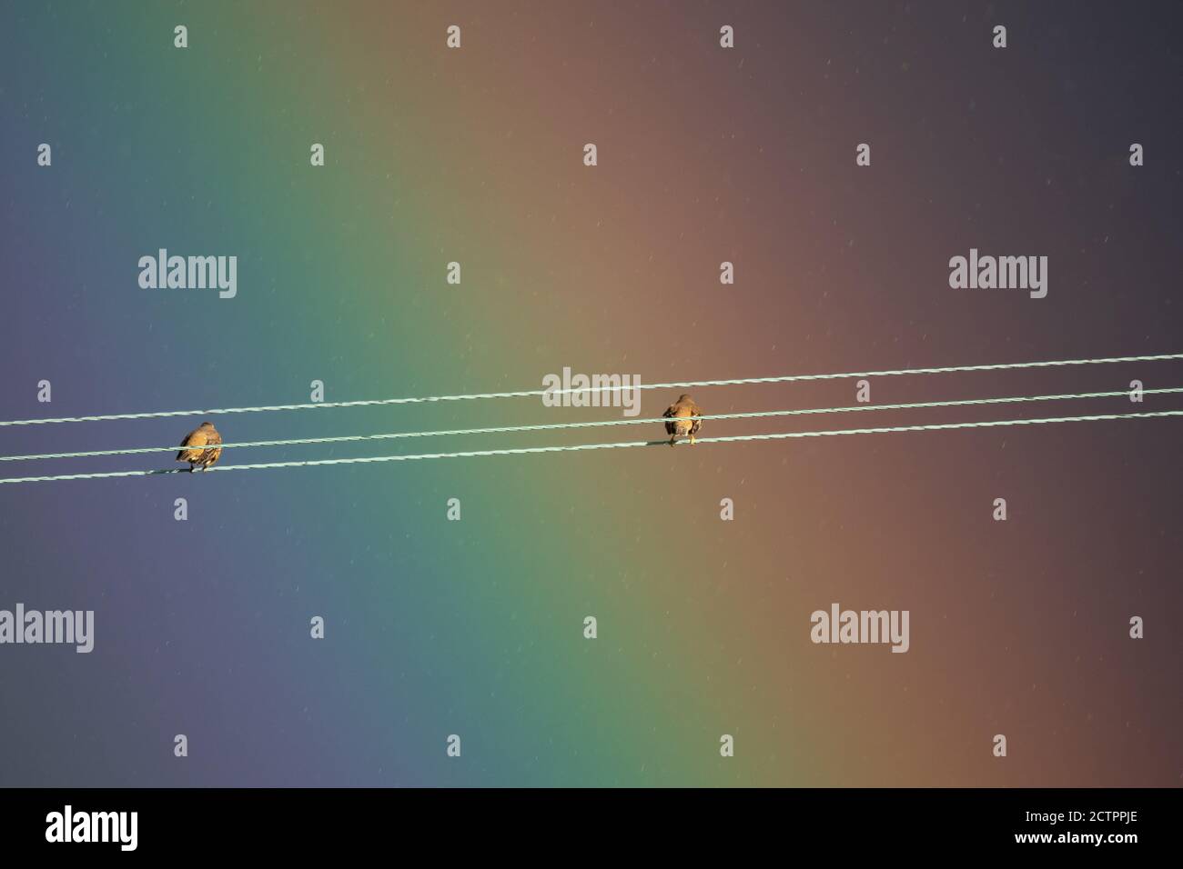 UK Weather: two sparrows perch on a utility wire Infront of a bright ...