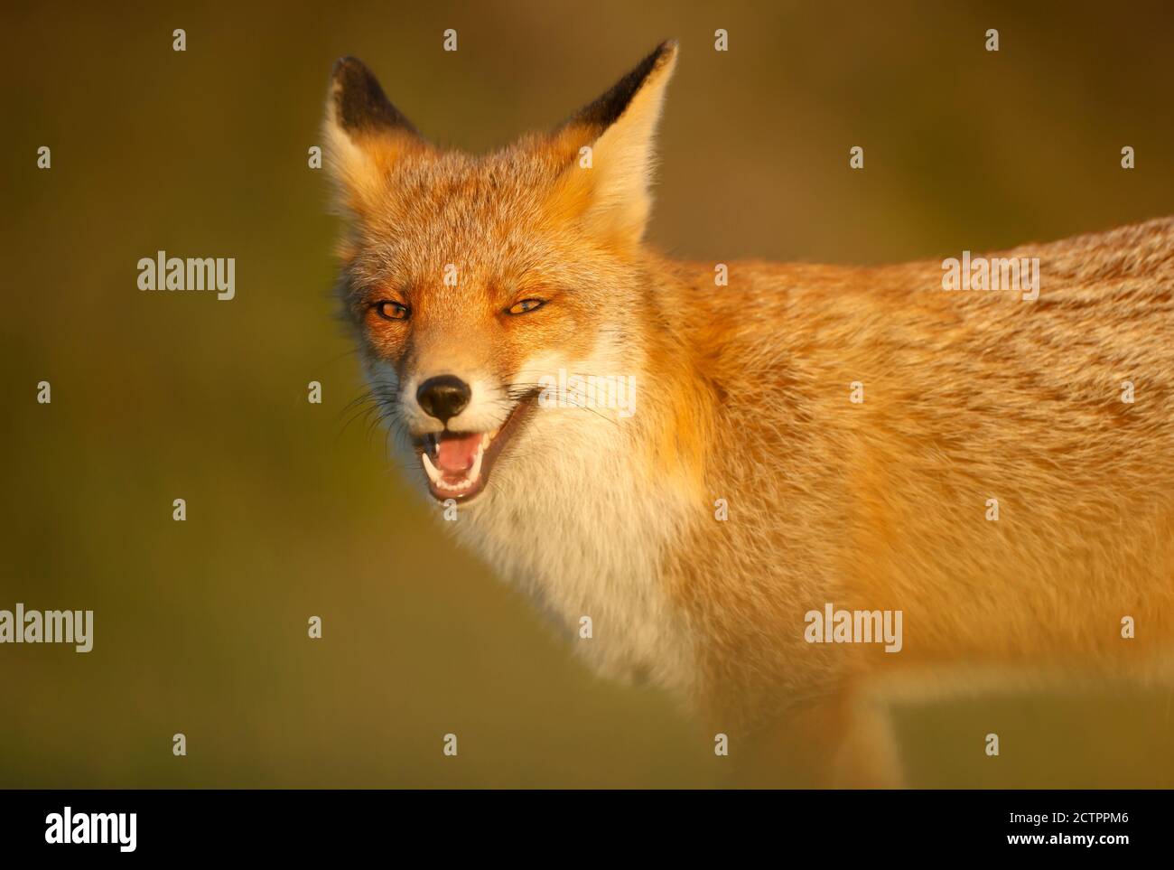 Smiling fox hi-res stock photography and images - Alamy