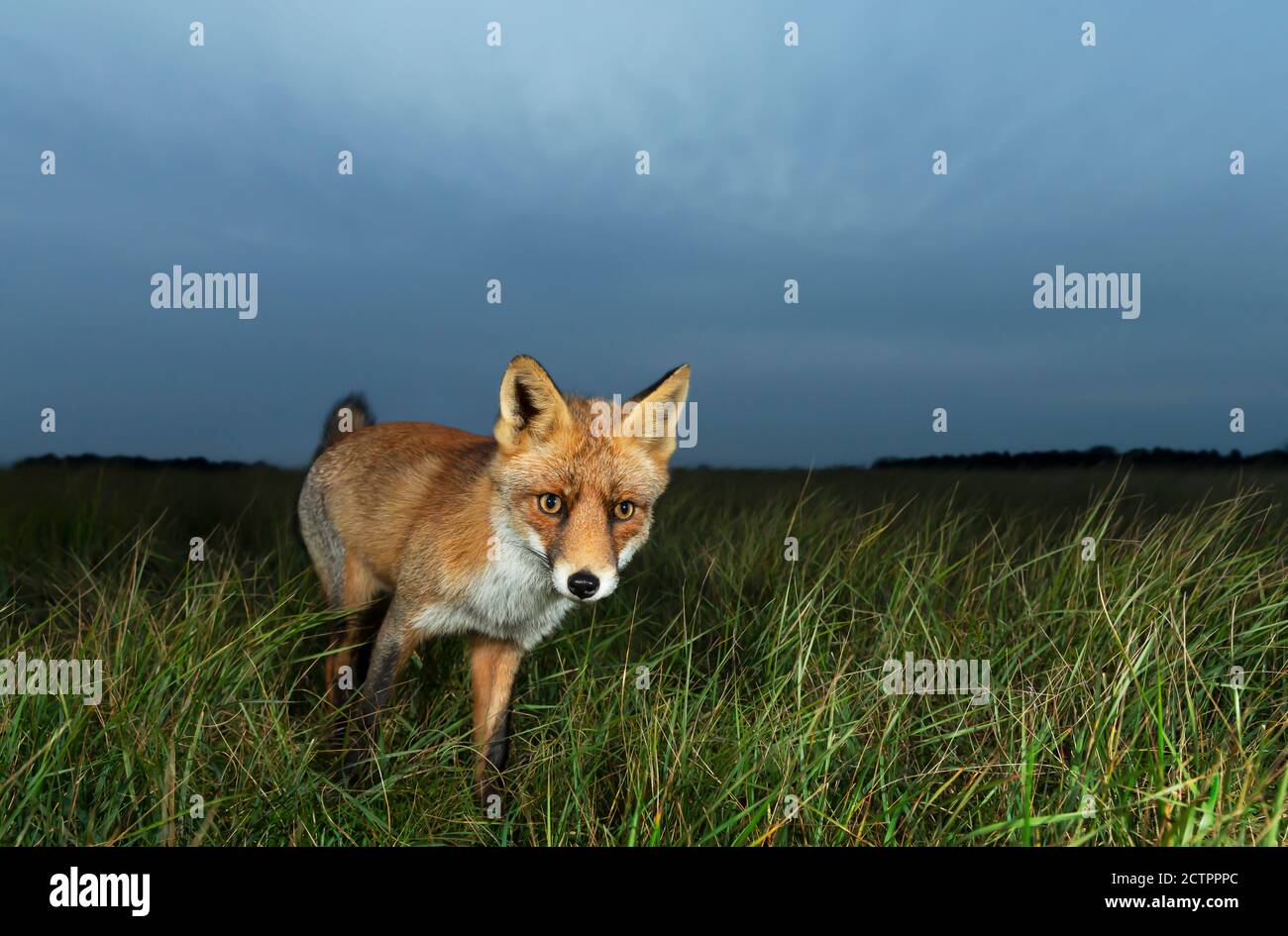 Red fox night hi-res stock photography and images - Alamy