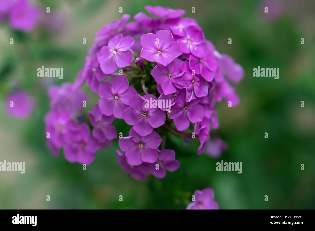 Silver petals hi-res stock photography and images - Alamy