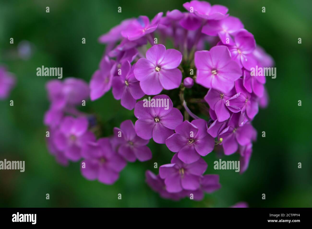 Silver petals hi-res stock photography and images - Alamy