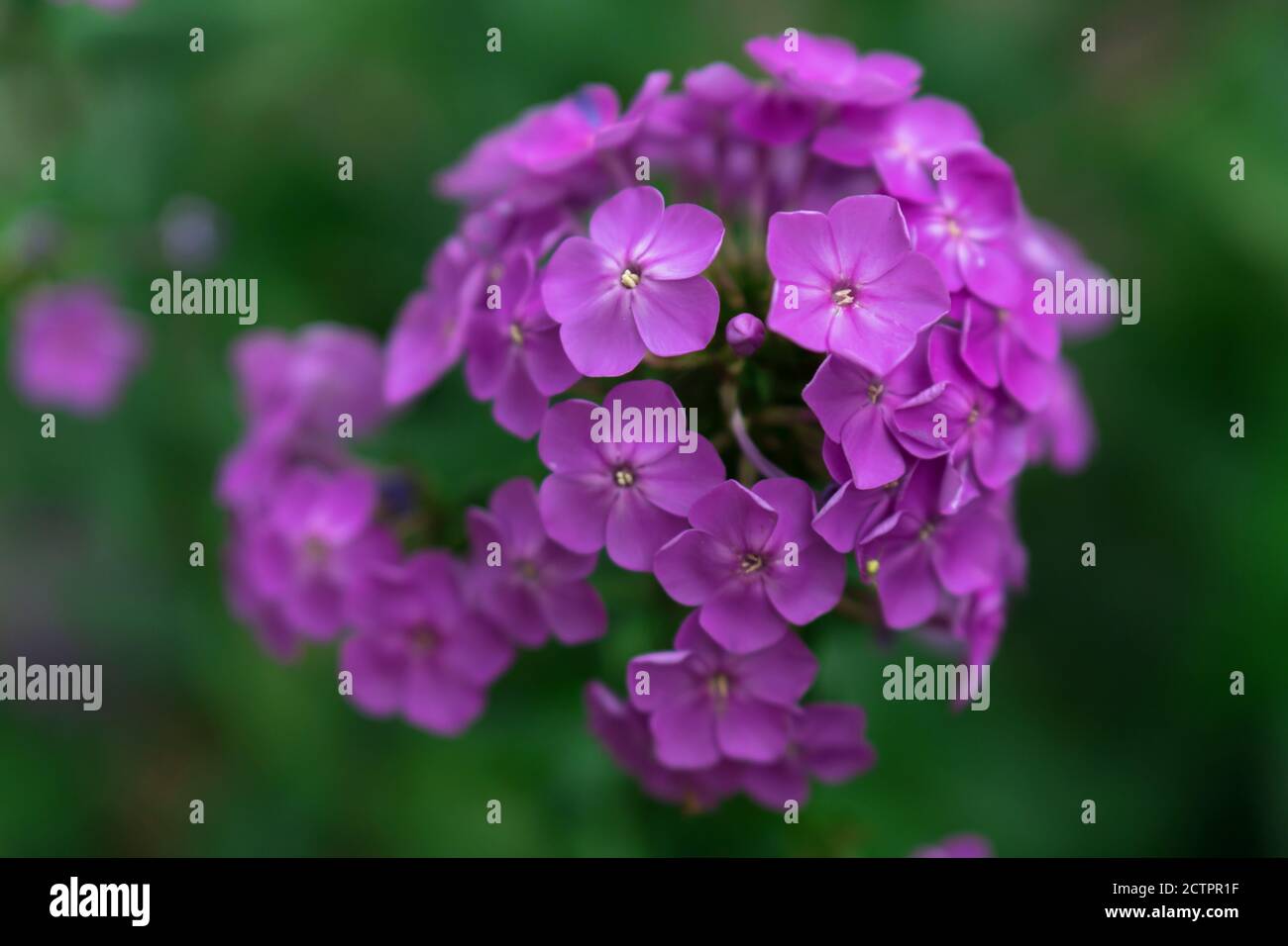 Silver leaf hydrangea hi-res stock photography and images - Alamy