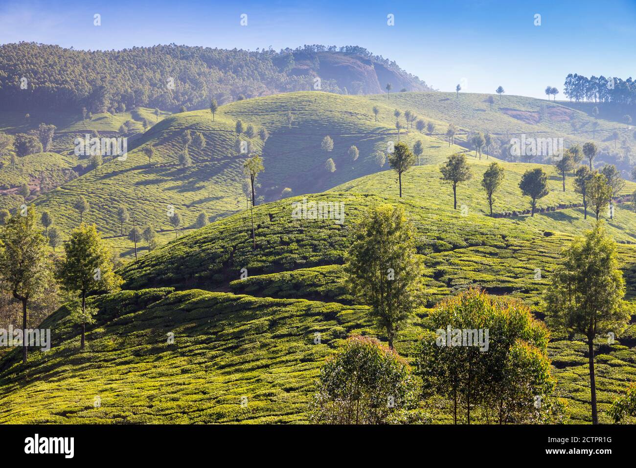 India, Kerala, Munnar, Tea estate Stock Photo - Alamy