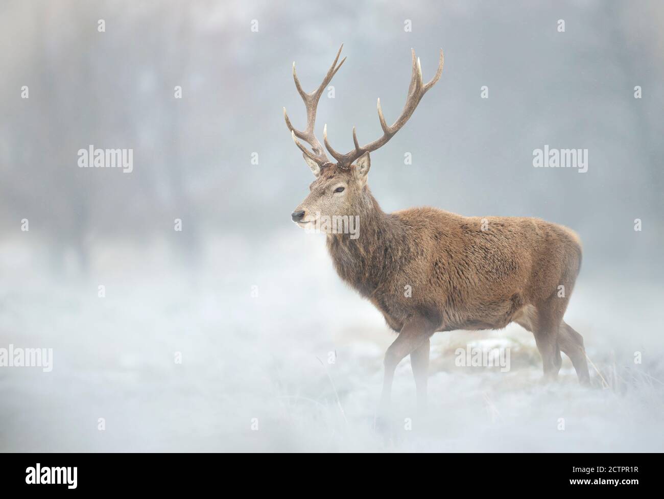 White stag winter hi-res stock photography and images - Alamy