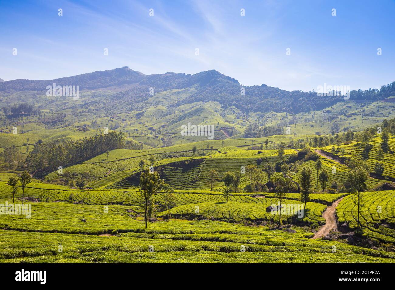 India, Kerala, Munnar, Tea estate Stock Photo - Alamy