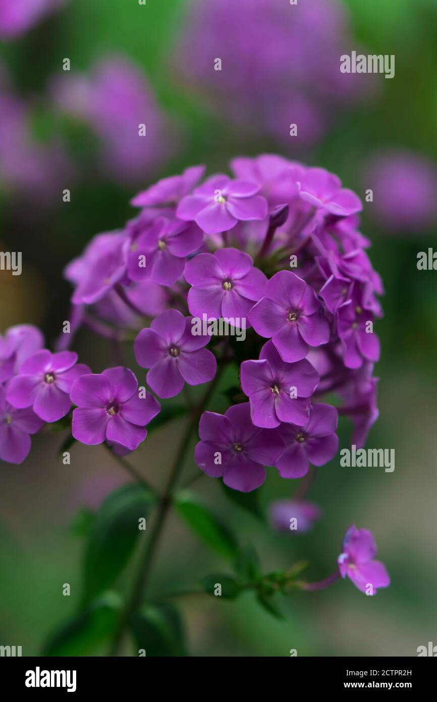 Silver leaf hydrangea hi-res stock photography and images - Alamy