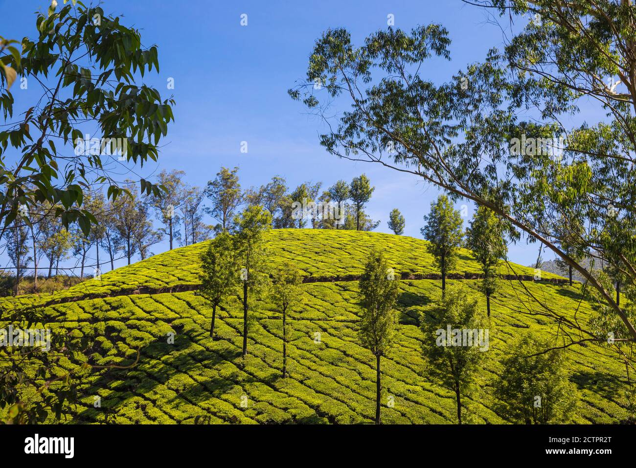 India, Kerala, Munnar, Tea estate Stock Photo - Alamy