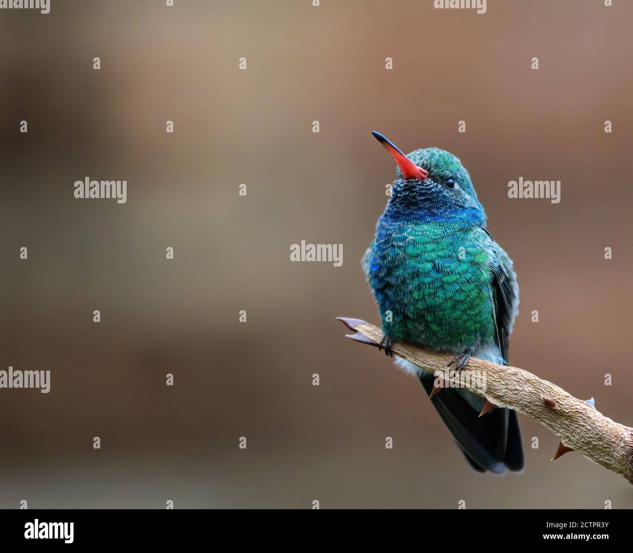 Hummingbird colors hi-res stock photography and images - Alamy