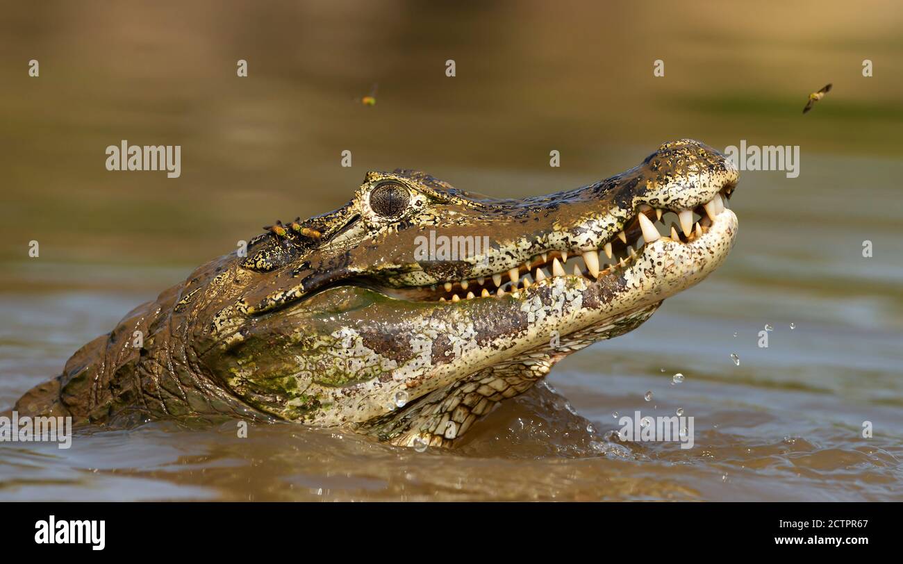Caiman teeth hi-res stock photography and images - Alamy
