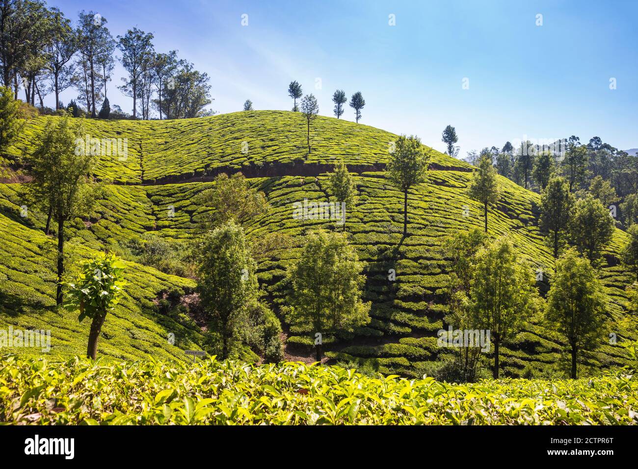 India, Kerala, Munnar, Tea estate Stock Photo - Alamy