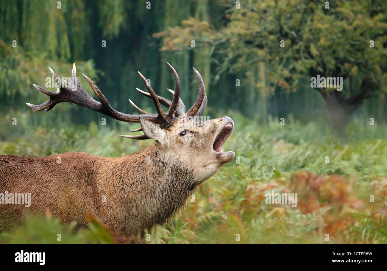 Close up of a Red Deer calling during rutting season in autumn, UK ...