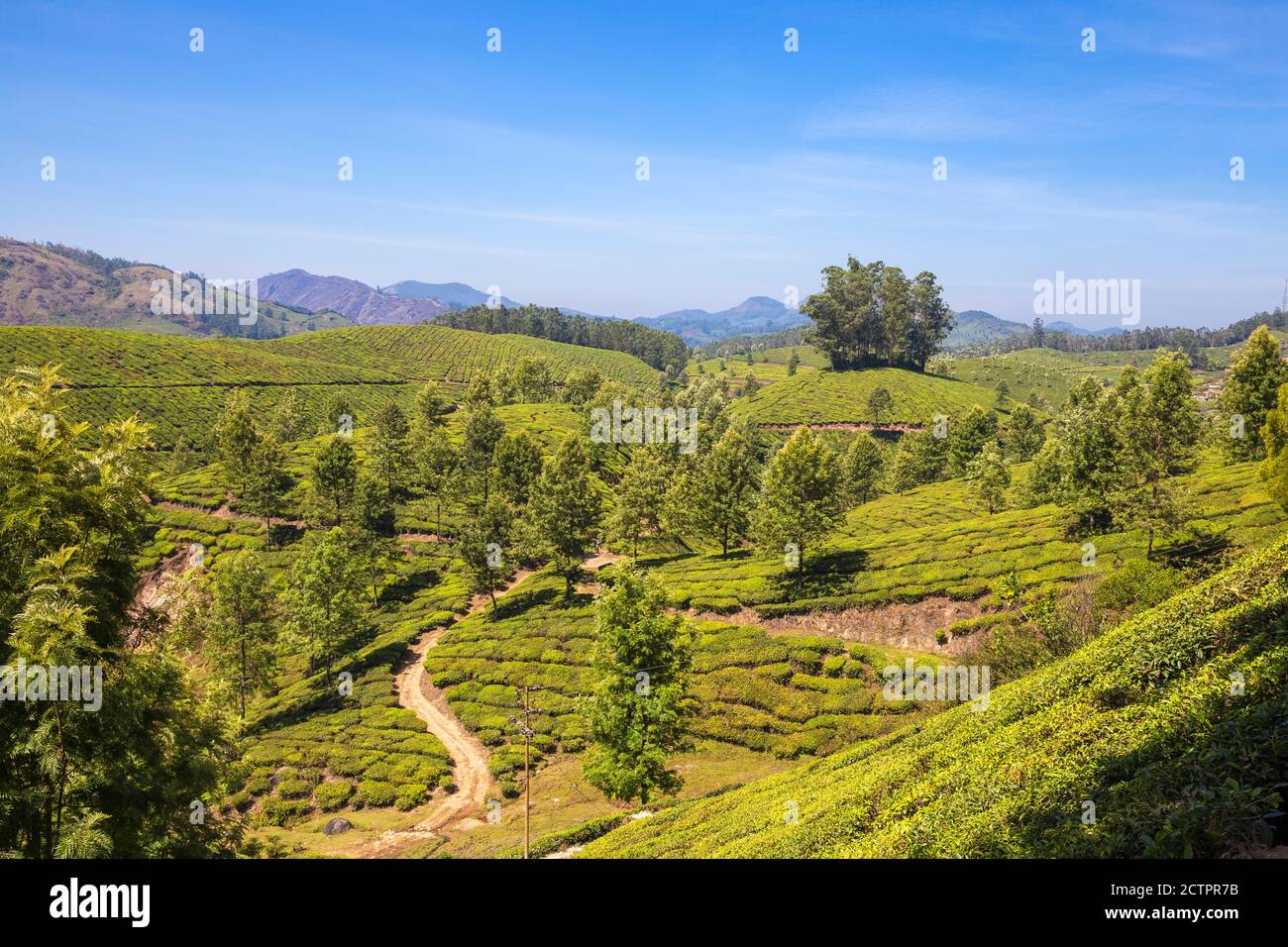 India, Kerala, Munnar, Tea estate Stock Photo - Alamy