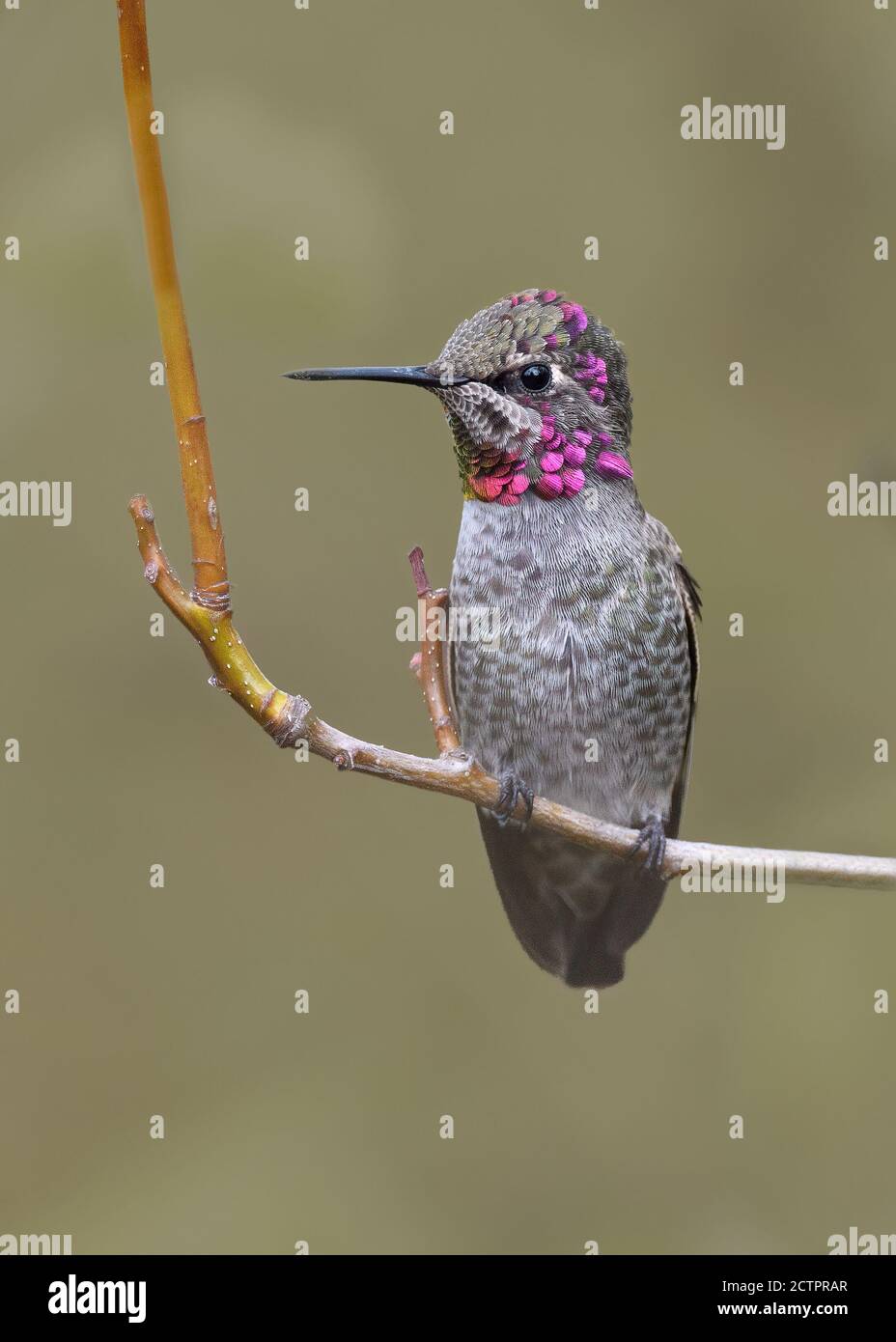 Front view with head turned left hi-res stock photography and images ...