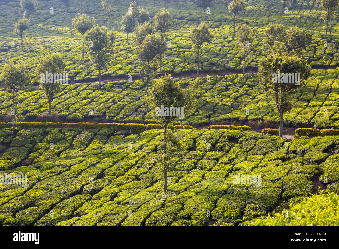 India, Kerala, Munnar, Tea estate Stock Photo - Alamy