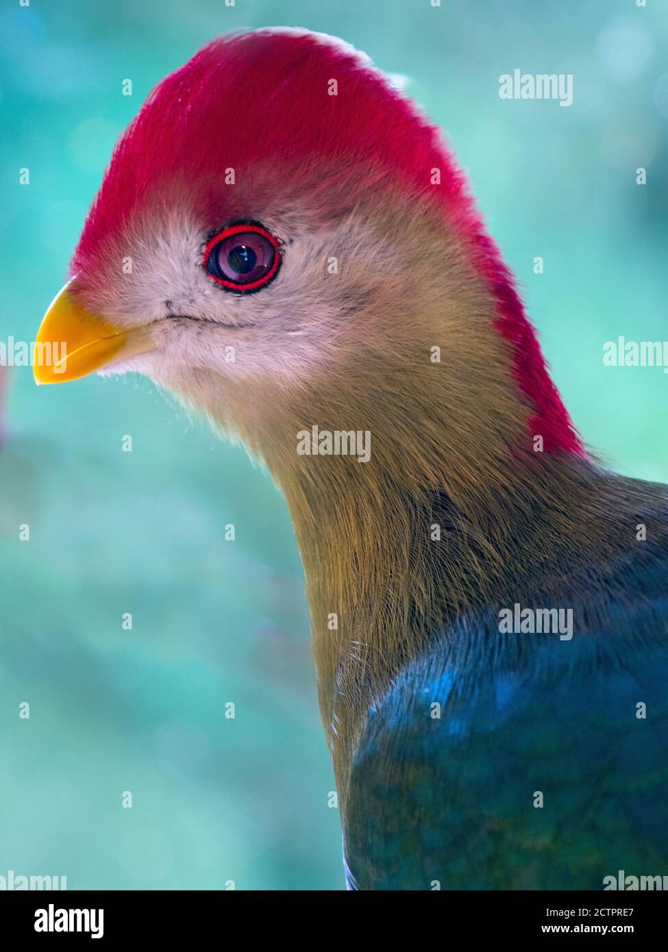 Turaco angola hi-res stock photography and images - Alamy