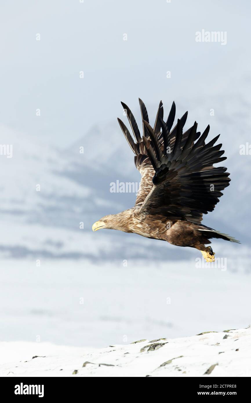 White tailed sea eagle in flight hi-res stock photography and images ...