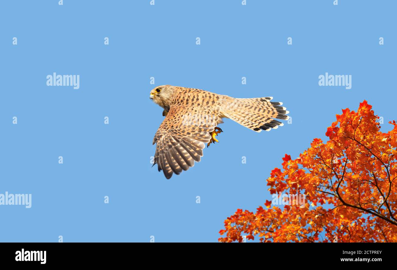 Close up of a common kestrel in flight, England Stock Photo - Alamy
