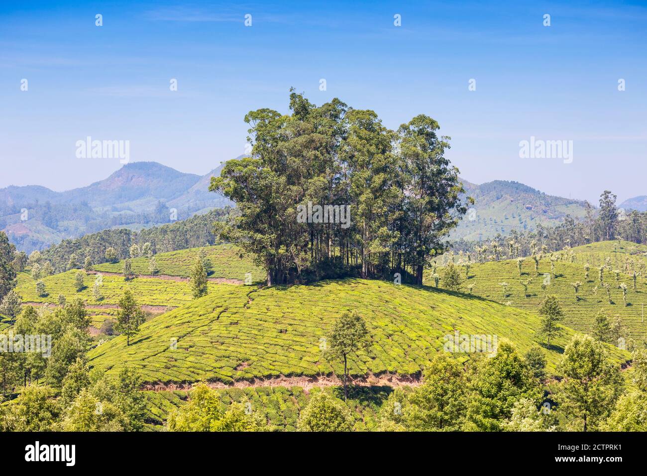 India, Kerala, Munnar, Tea estate Stock Photo - Alamy
