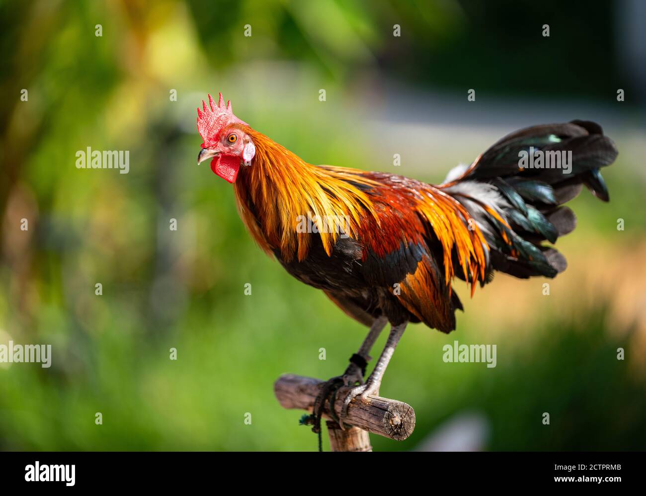 Full body of adult rooster or chicken on the farm Stock Photo - Alamy