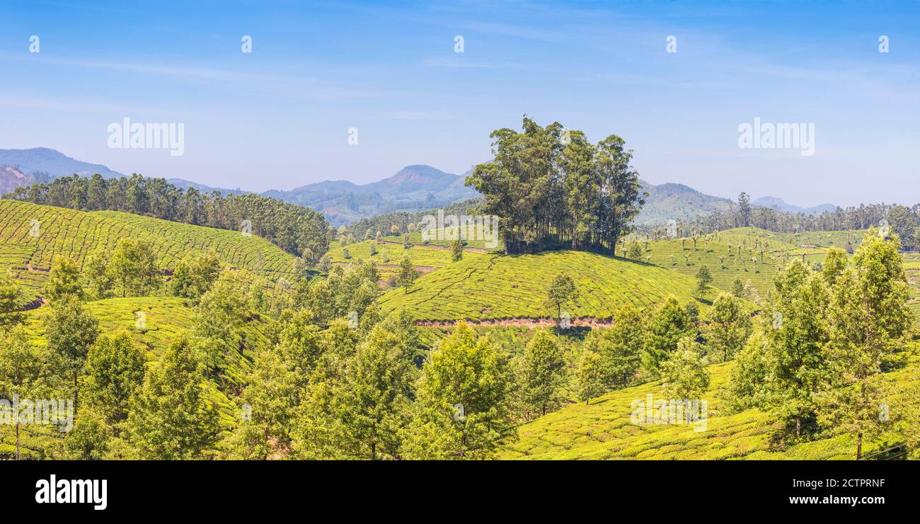India, Kerala, Munnar, Tea estate Stock Photo - Alamy