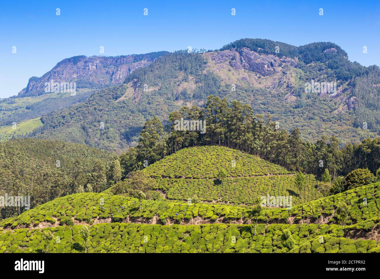 India, Kerala, Munnar, Tea estate near top station Stock Photo - Alamy