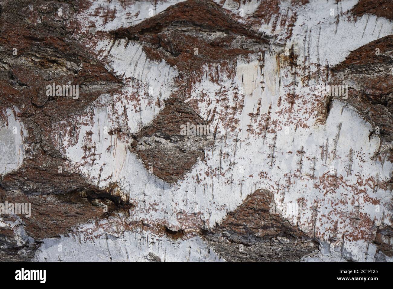 Birch bark close-up. Silver bark texture. Abstract background Stock ...