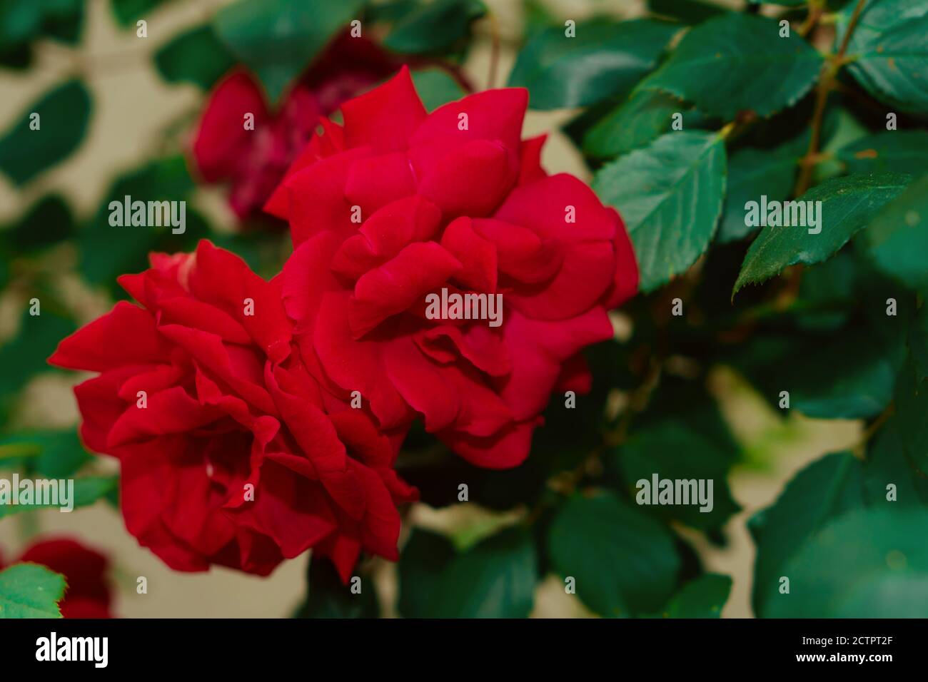 Buds of red shrub roses on a background of green leaves of a plant ...
