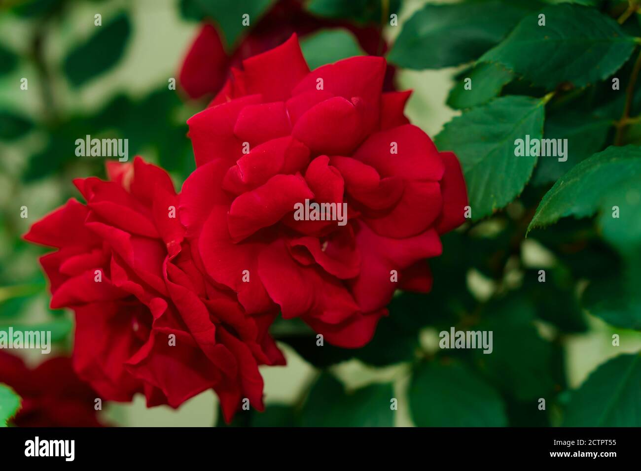 Buds of red shrub roses on a background of green leaves of a plant ...
