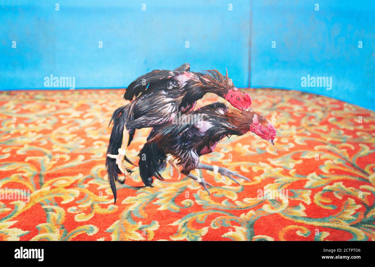 chickens fight for the honor of chickens, cock fighting Stock Photo - Alamy