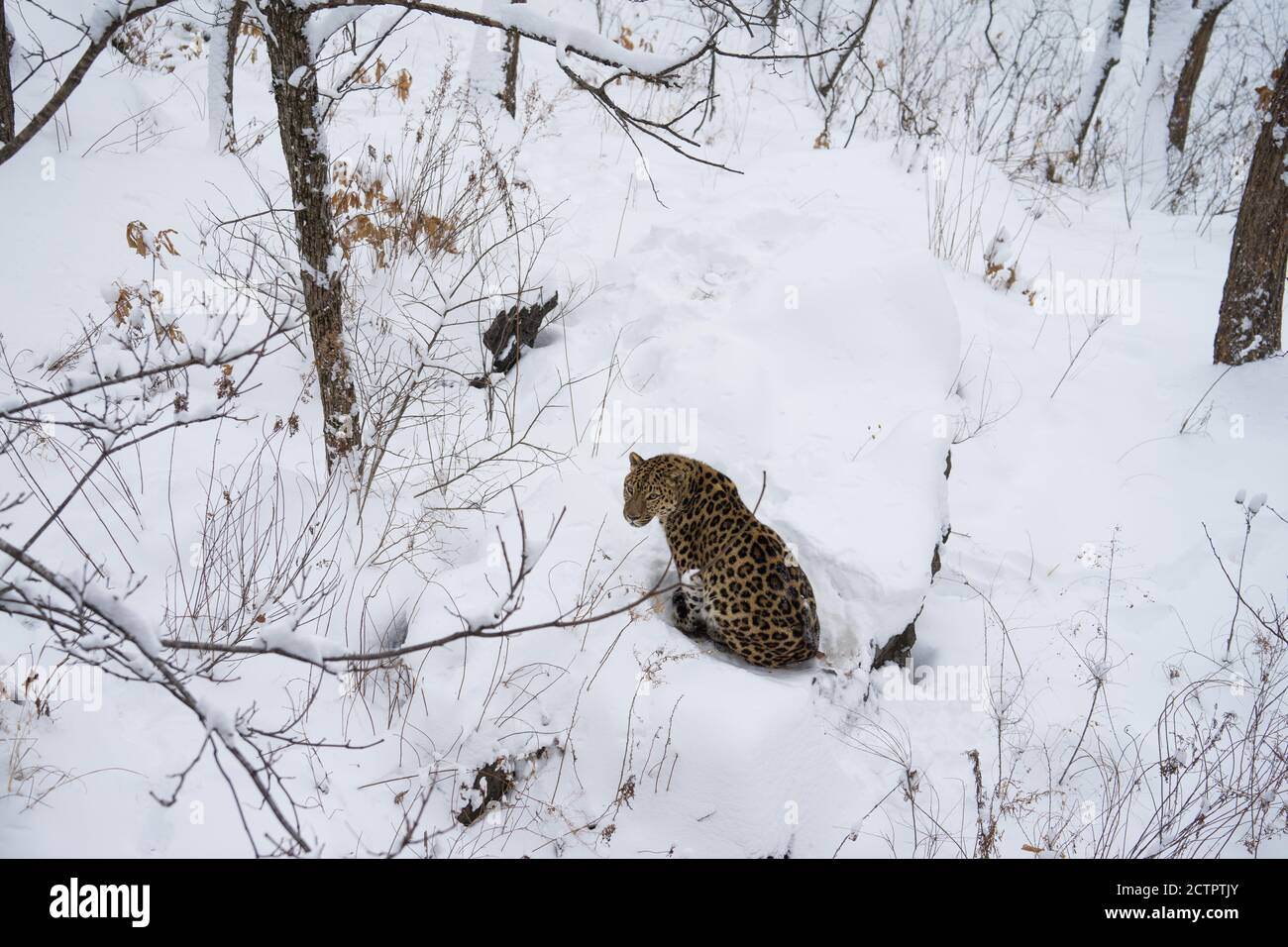 Snow leopard habitat hi-res stock photography and images - Alamy