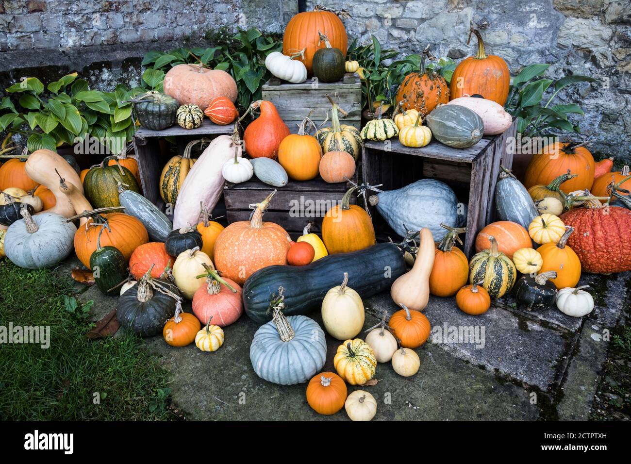 Colourful display of gourds and squashes, England Stock Photo - Alamy