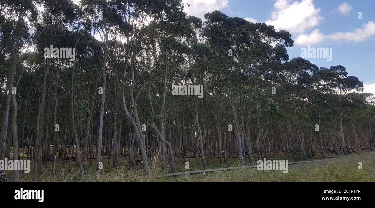 Dense green forest with short trees during the daytime Stock Photo - Alamy
