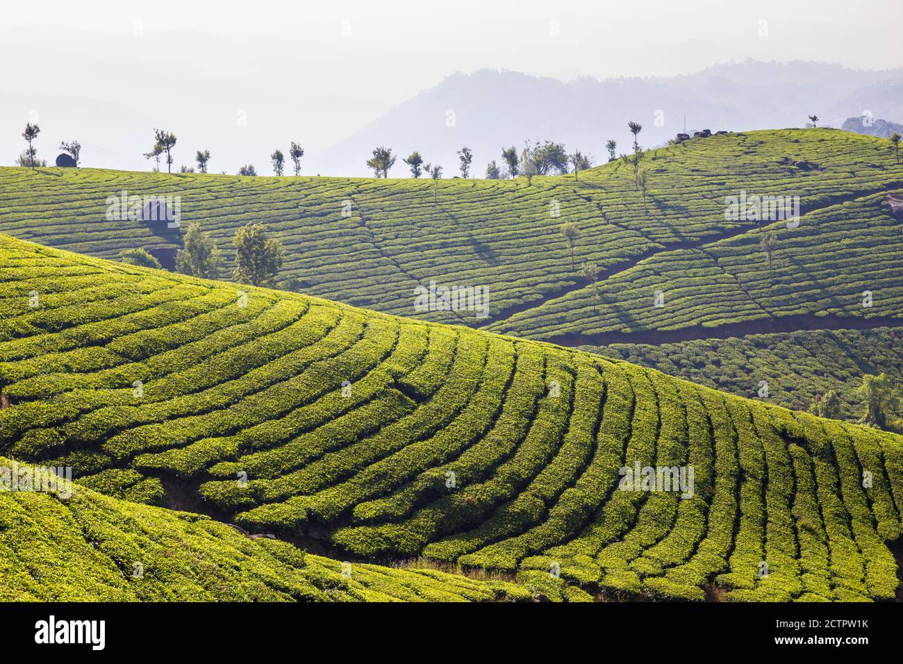 India, Kerala, Munnar, Tea estate Stock Photo - Alamy