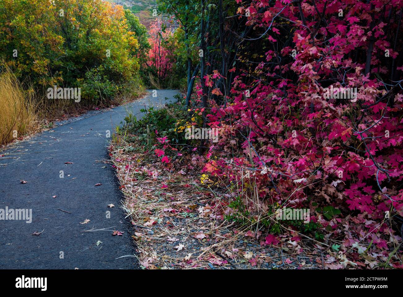 Cascade Springs is a secluded spot in the Wasatch Mtns. of Utah, USA. A ...
