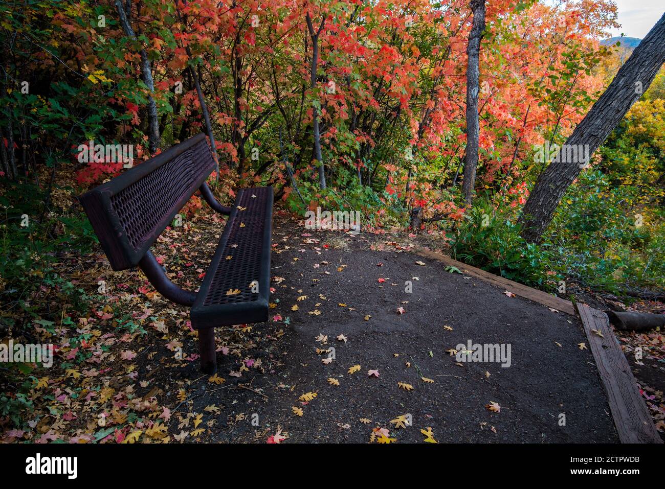Cascade Springs is a secluded spot in the Wasatch Mtns. of Utah, USA. A ...