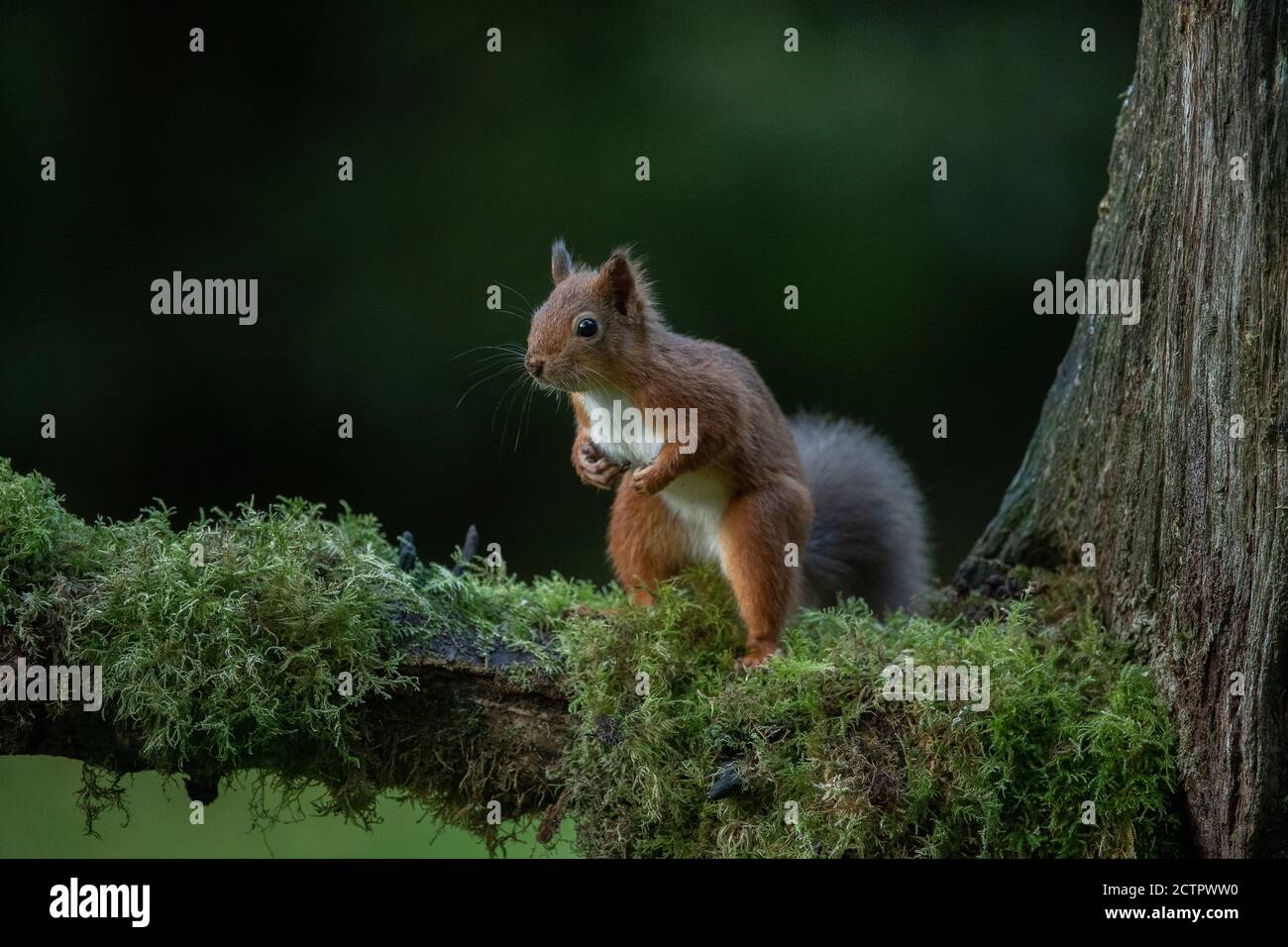 Red squirrel (Sciurus vulgaris) on moss covered branch, early Autumn ...