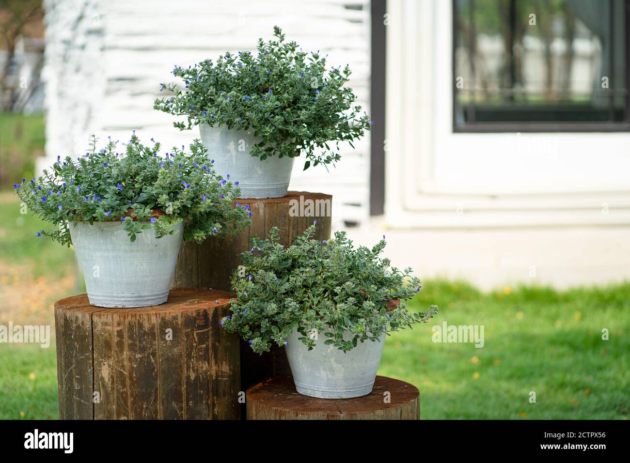 Gardening flower pot seeds hi-res stock photography and images - Alamy