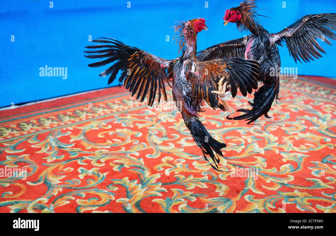 chickens fight for the honor of chickens, cock fighting Stock Photo - Alamy