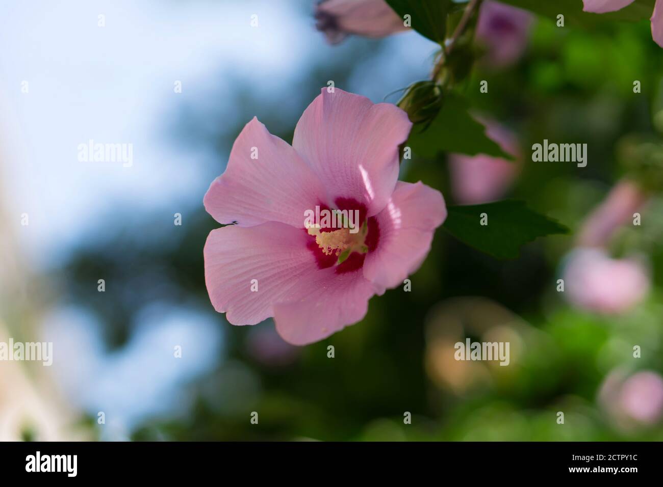 Stock roses bloom hi-res stock photography and images - Alamy