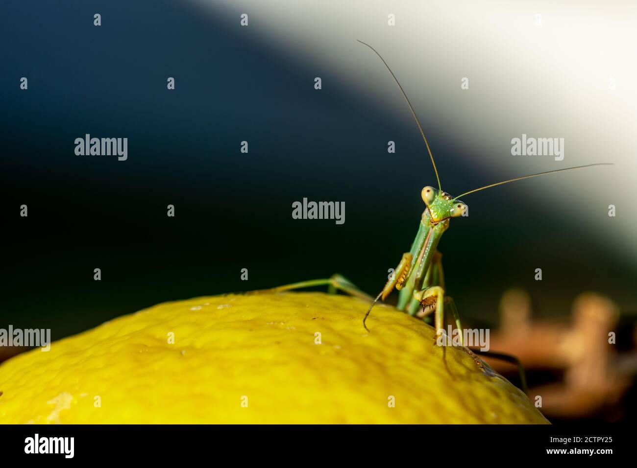 Funny looking insect hi-res stock photography and images - Alamy