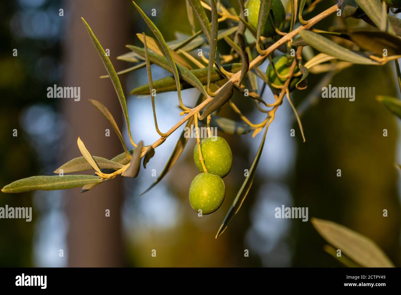 Green olives on an olive branch at sunset Stock Photo - Alamy